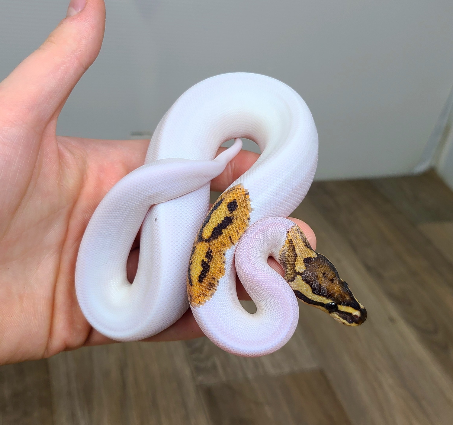 Fire Pied Ball Python by Good Guy Reptile Family - MorphMarket