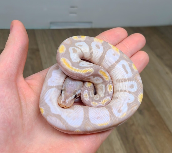 Banana Yellowbelly Calico Fire Ball Python by Good Guy Reptile Family
