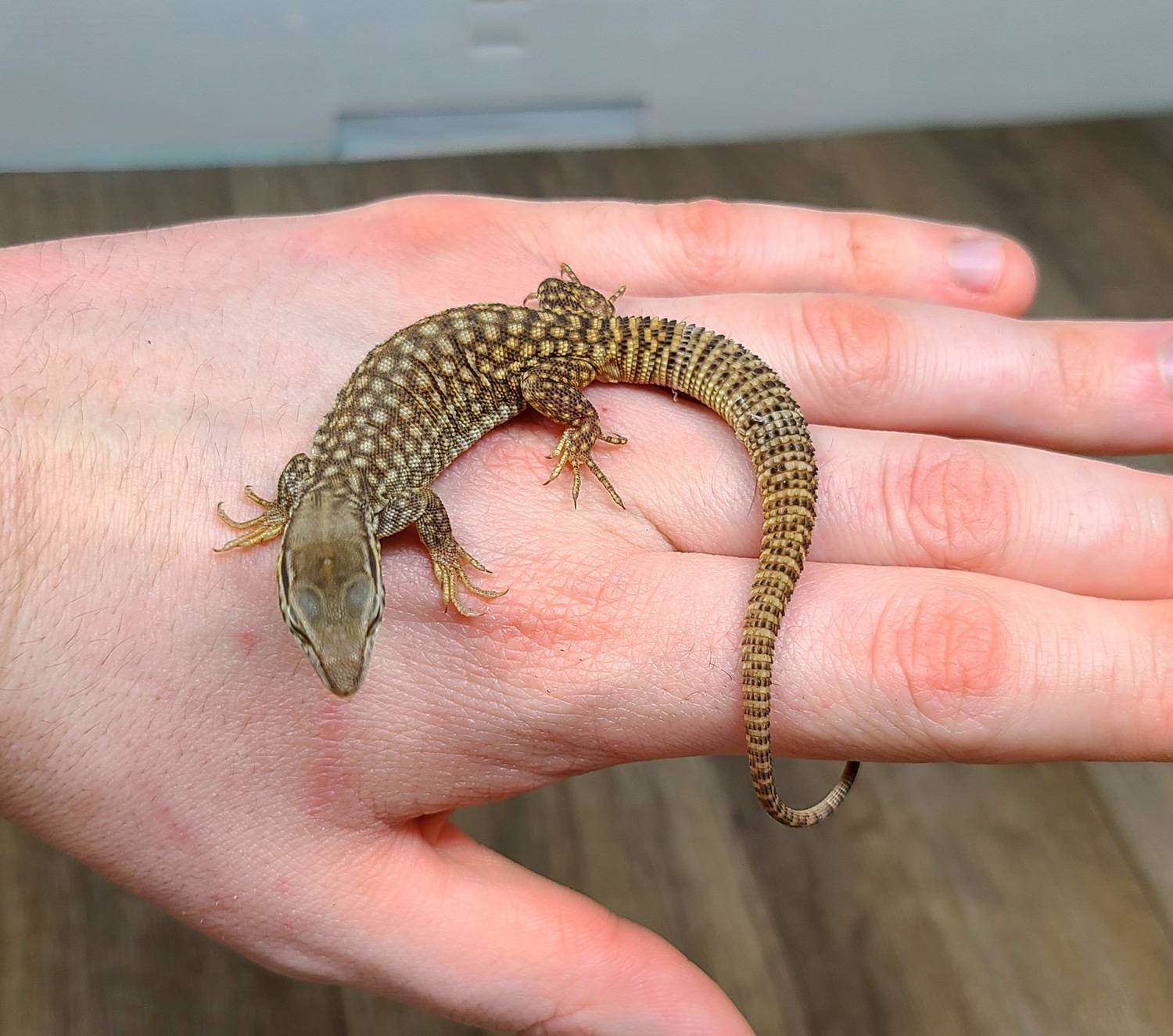 Yellow Ackie Monitor Spiny-Tailed Monitor by Good Guy Reptile Family ...