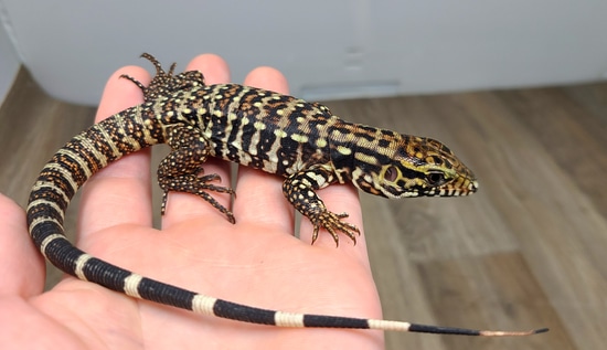 Tribred 66% Het Albino Other Tegus by Good Guy Reptile Family