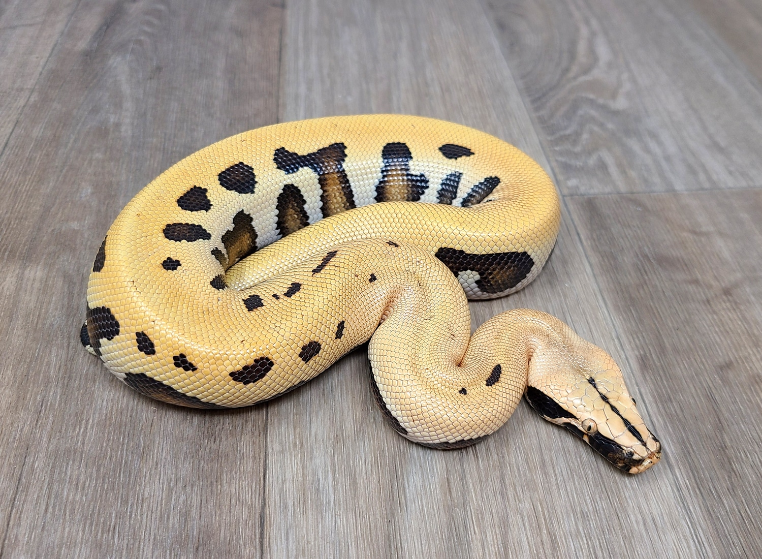 Goldeneye Het T- Albino Blood Python by Good Guy Reptile Family ...