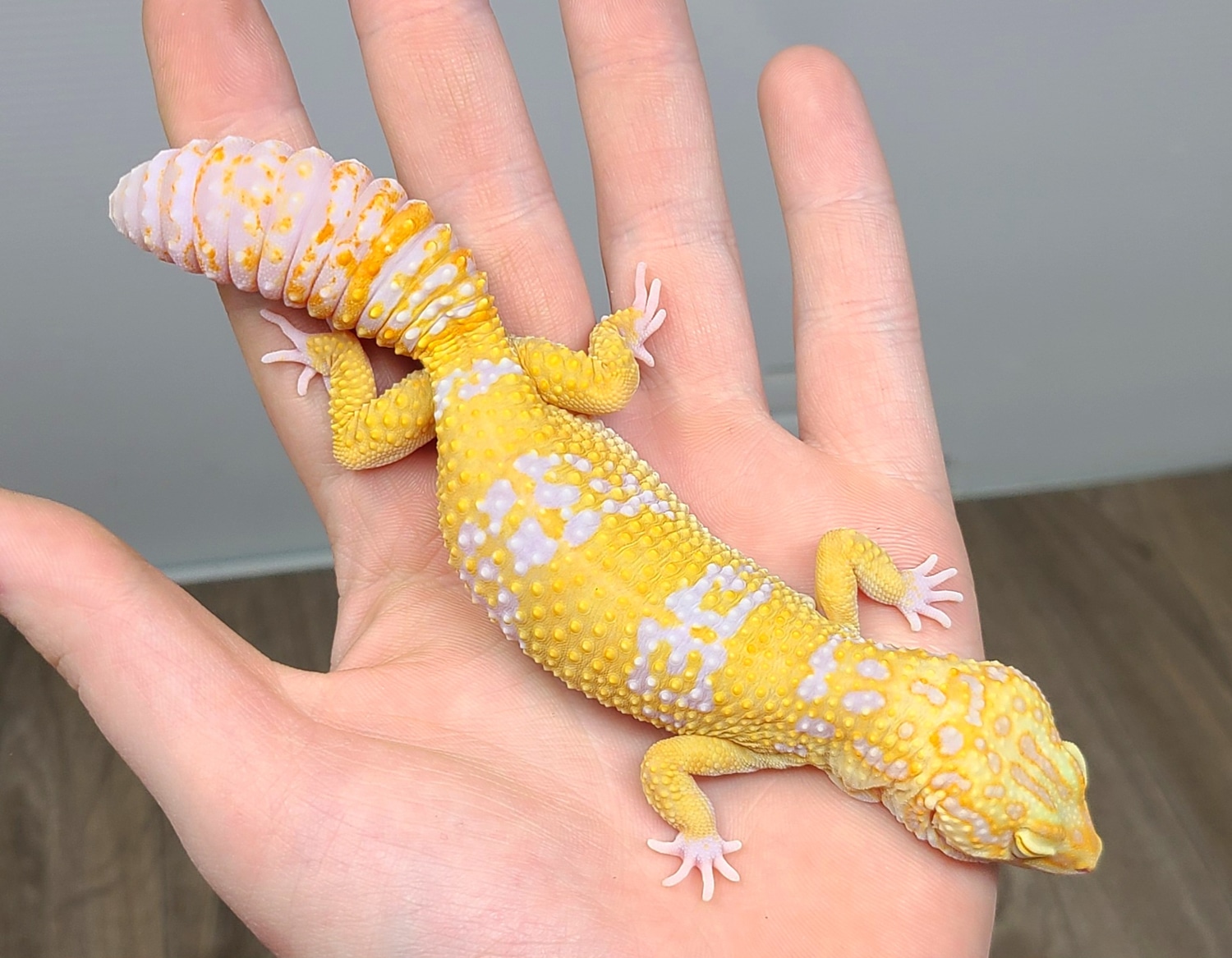 Hybino Leopard Gecko by Good Guy Reptile Family - MorphMarket