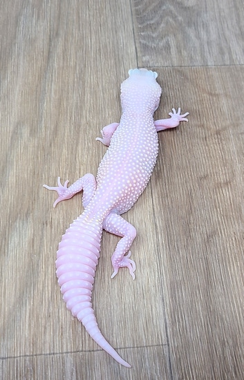 Diablo Blanco Snake Eyes Leopard Gecko by Good Guy Reptile Family