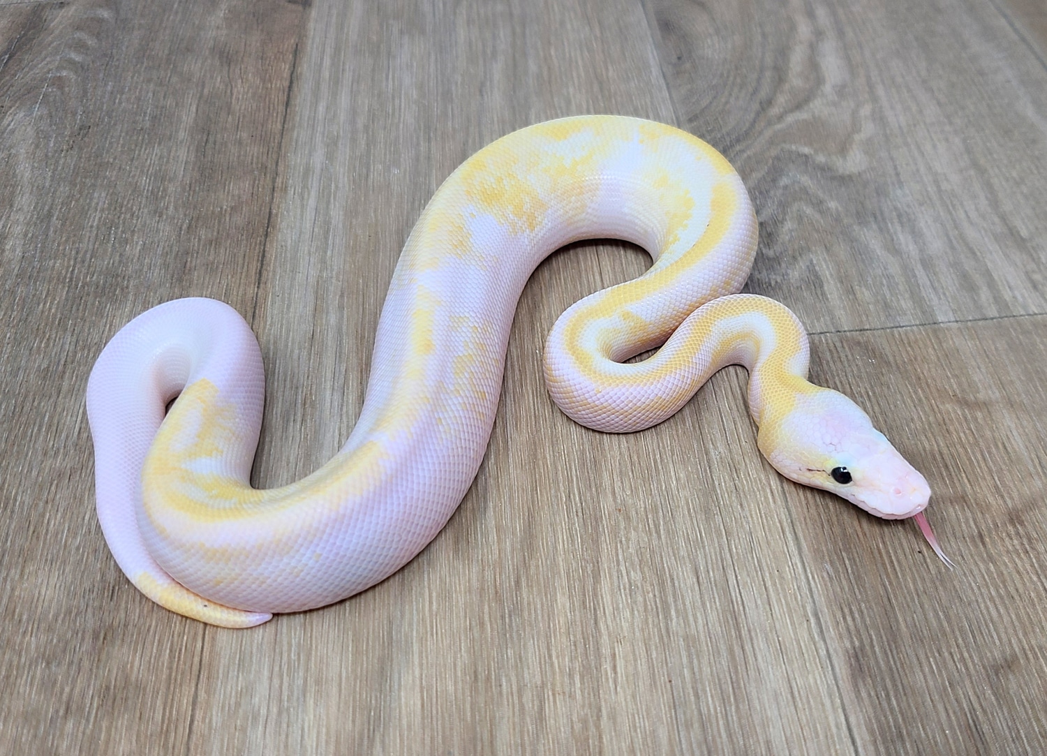Super Fire *SPECTACULAR* Ball Python by Good Guy Reptile Family ...