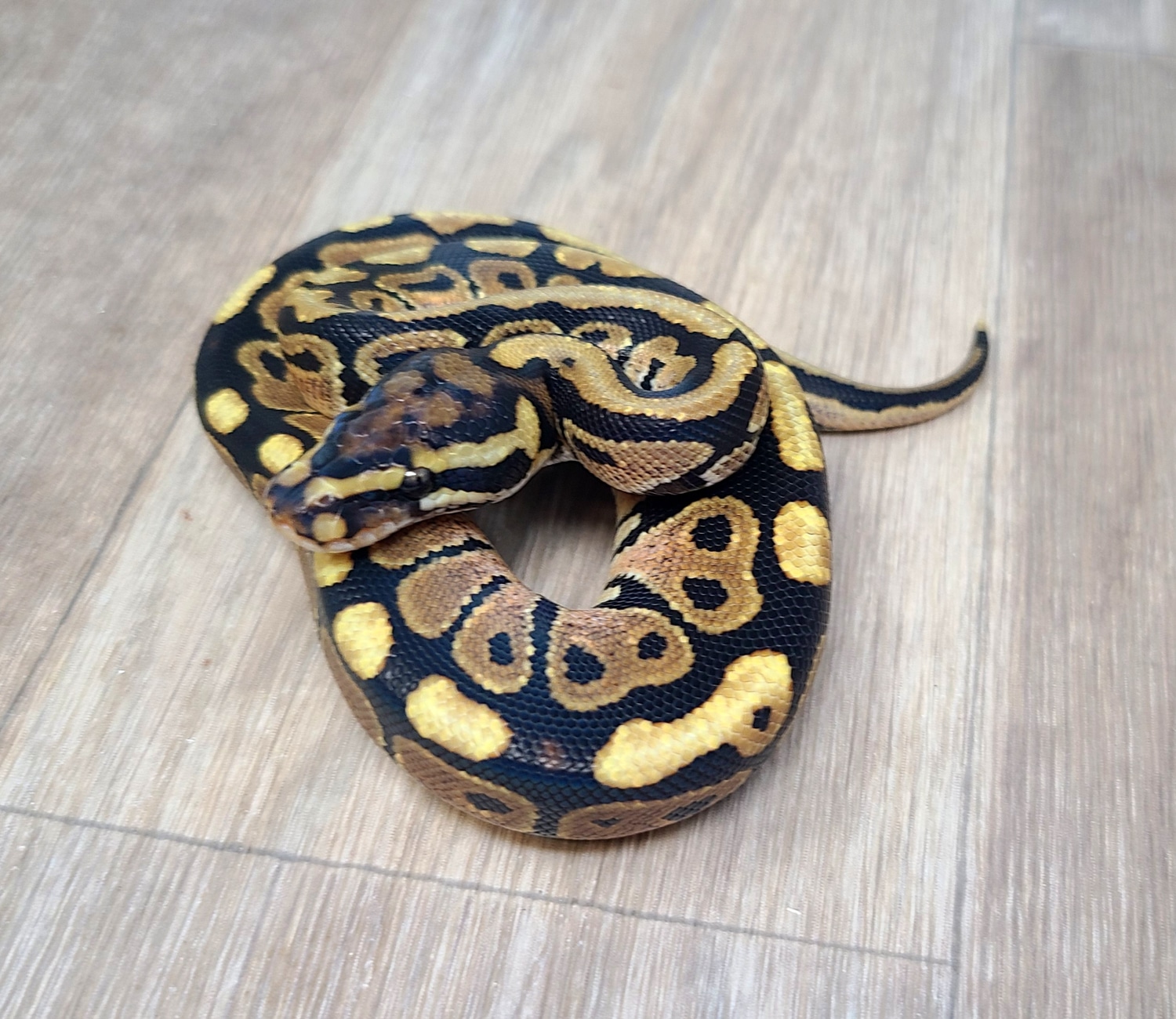 Spotnose Ball Python by Good Guy Reptile Family - MorphMarket
