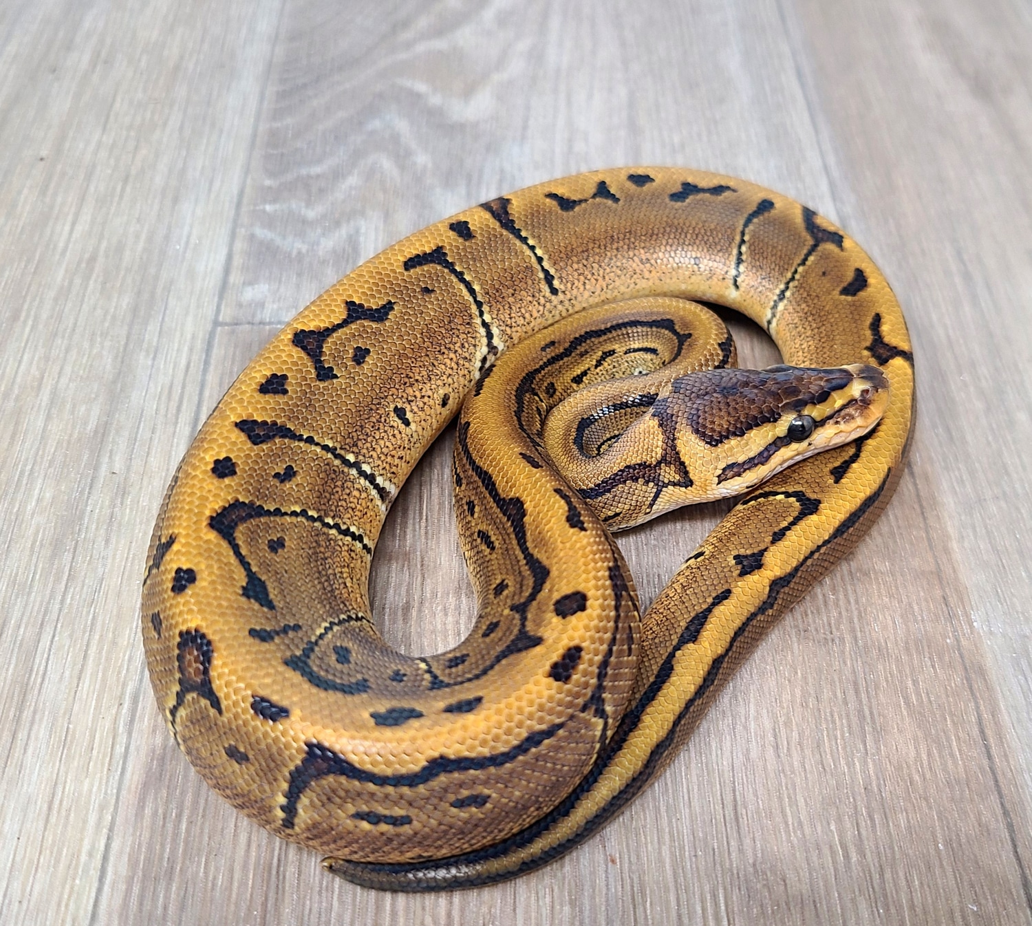 Spotnose Pinstripe 100% Het Sunset Ball Python by Good Guy Reptile ...