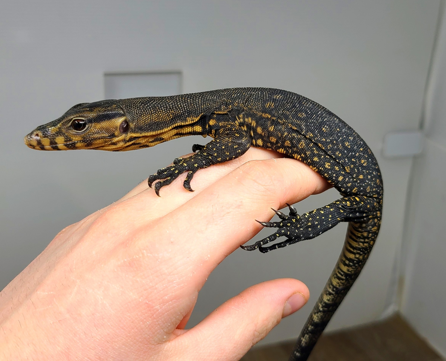 Obi Island Asian Water Monitor by Good Guy Reptile Family - MorphMarket