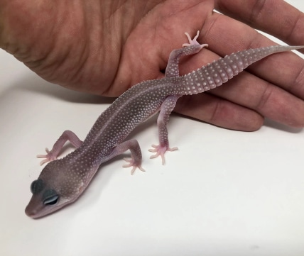 Mack Snow Jungle (WOW!) Leopard Gecko by Good Guy Reptile Family ...