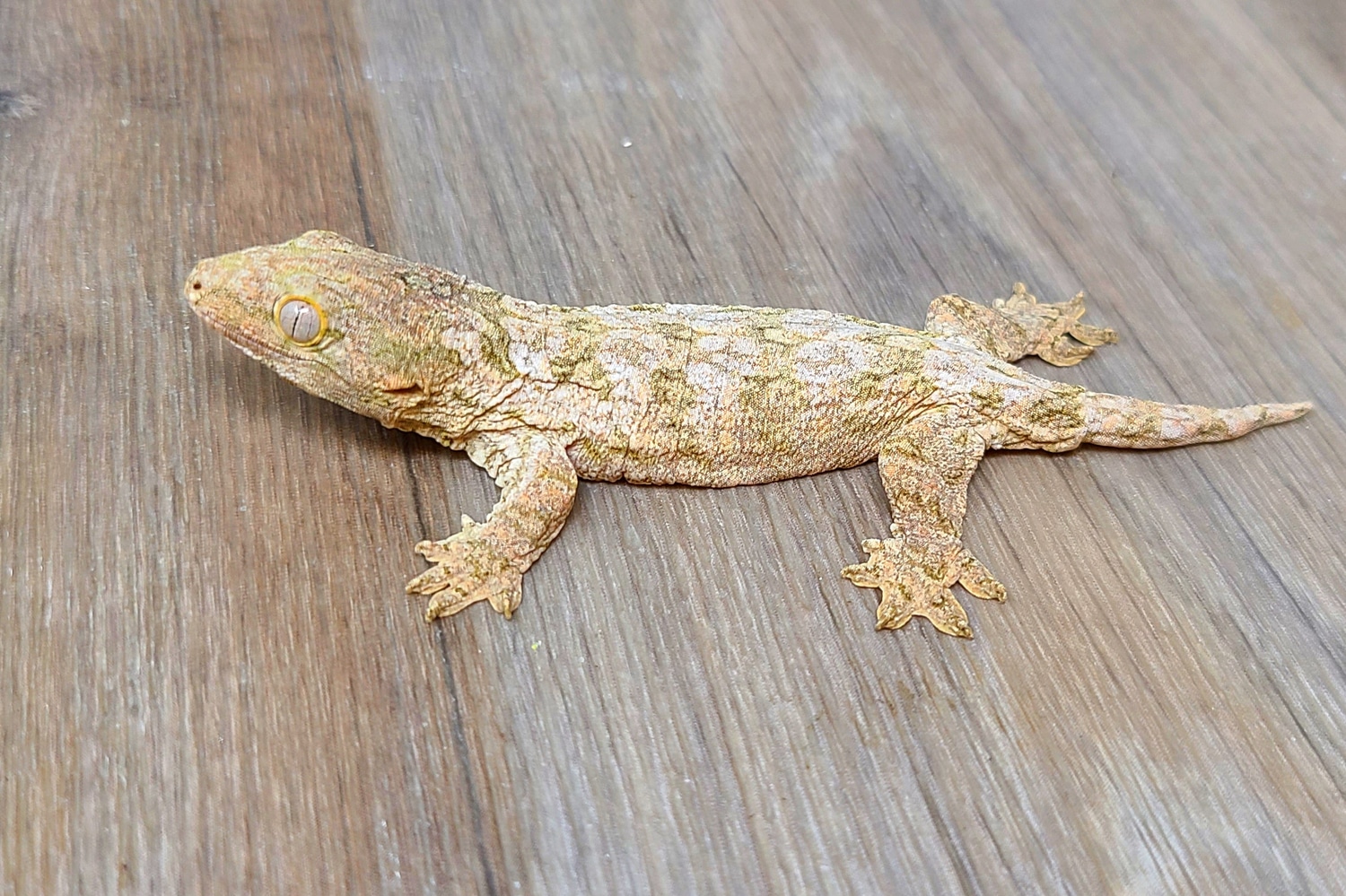 High Color Pine Island Leechie Leachianus Gecko by Good Guy Reptile ...