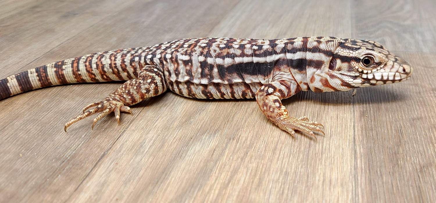 Super Red Tegu Argentine Tegus by Good Guy Reptile Family - MorphMarket