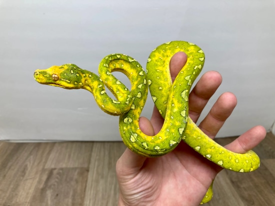 Yearling Female Biak Green Tree Python by Good Guy Reptile Family