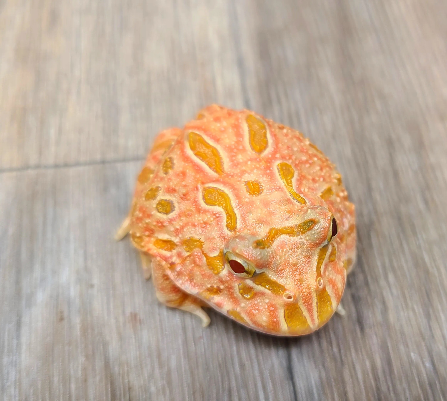 Strawberry Pacman Pacman Frog by Good Guy Reptile Family - MorphMarket