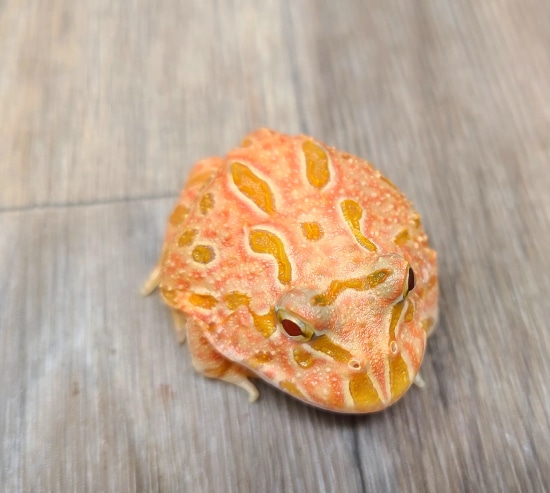 Strawberry Pacman Frogs by Good Guy Reptile Family