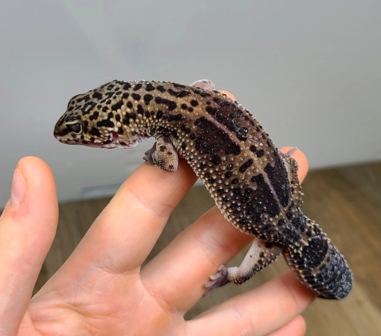 Black Night Leopard Gecko by Good Guy Reptile Family