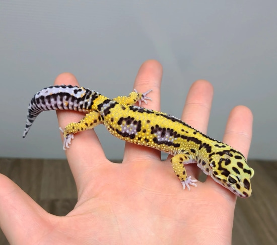 Lavander Fire Bold Leopard Gecko by Good Guy Reptile Family
