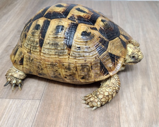 PAIR Libyan Greeks Greek Tortoise by Good Guy Reptile Family