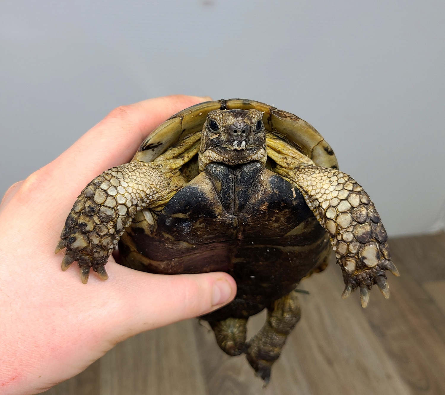 PAIR Large Libyan Greeks Greek Tortoise by Good Guy Reptile Family ...