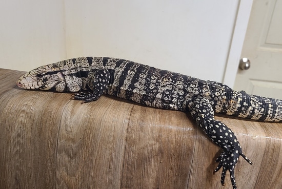 High White Other Tegus by Good Guy Reptile Family
