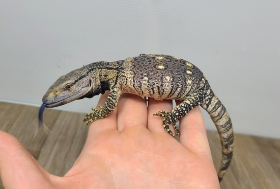 Black Throat Monitor Black-Throated Monitor by Good Guy Reptile Family