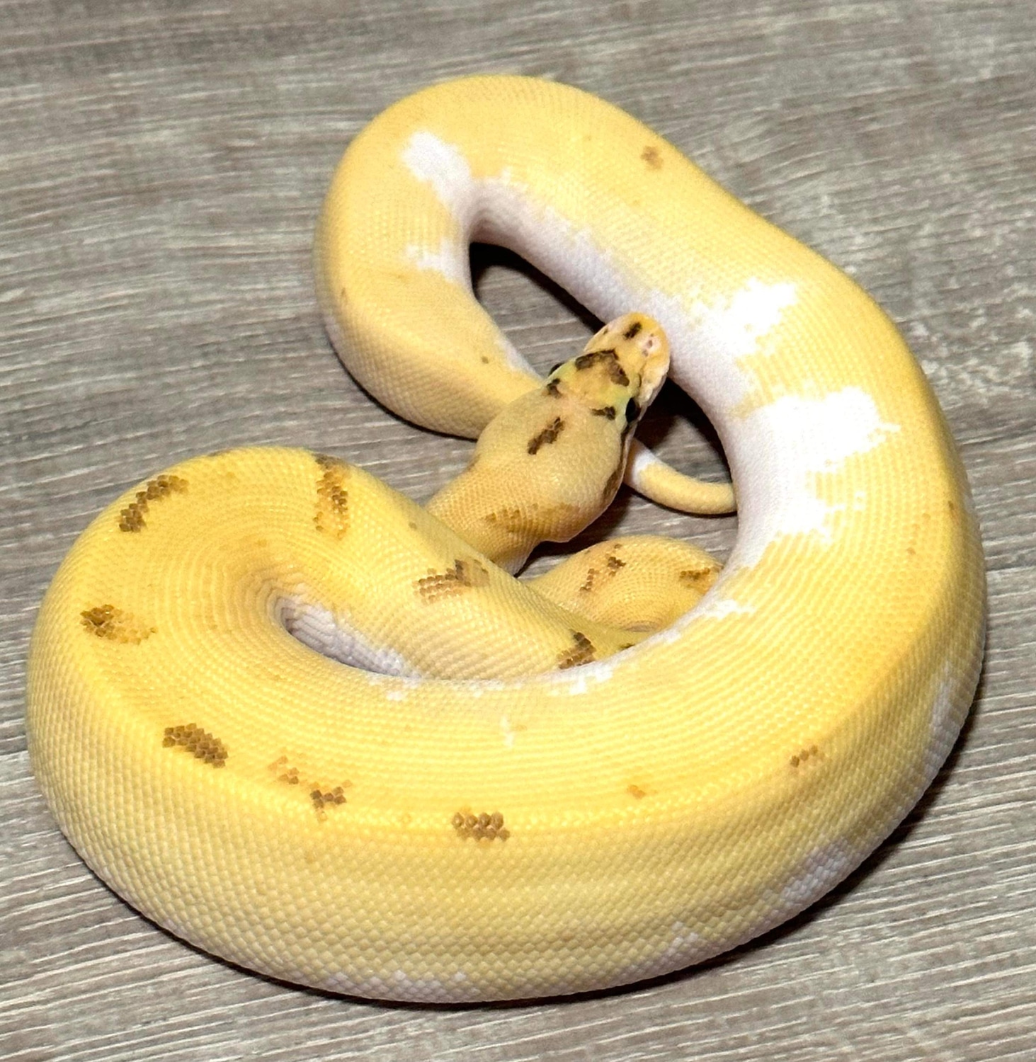 Freeway Super Enchi Fire Spider Ball Python by Good Guy Reptile Family ...