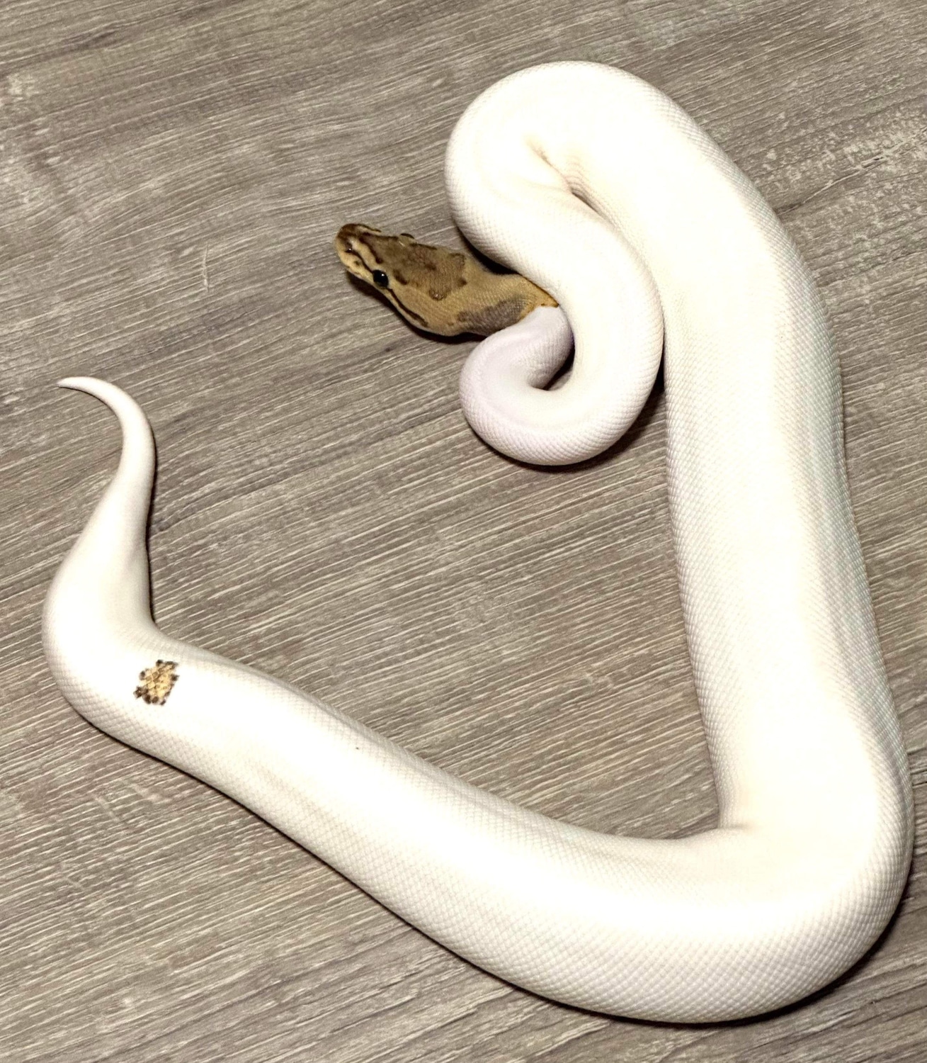 Pied Fire Pinstripe Ball Python by Good Guy Reptile Family - MorphMarket