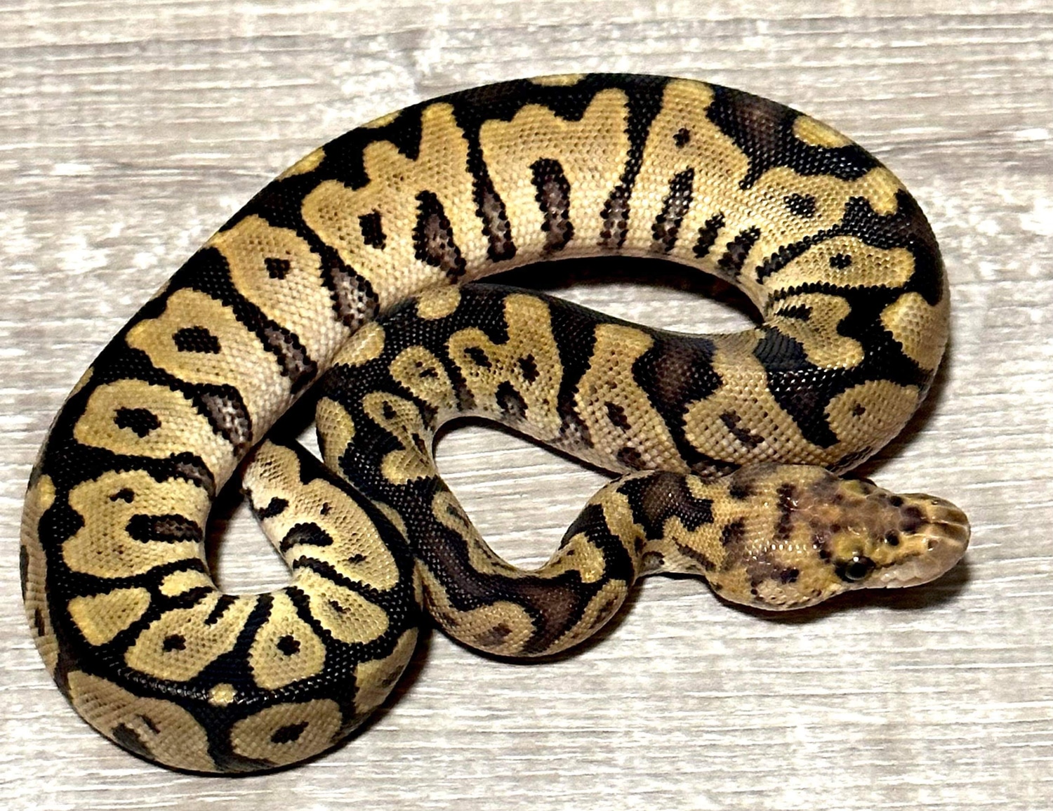 Clown GHI Fire Ball Python by Good Guy Reptile Family - MorphMarket
