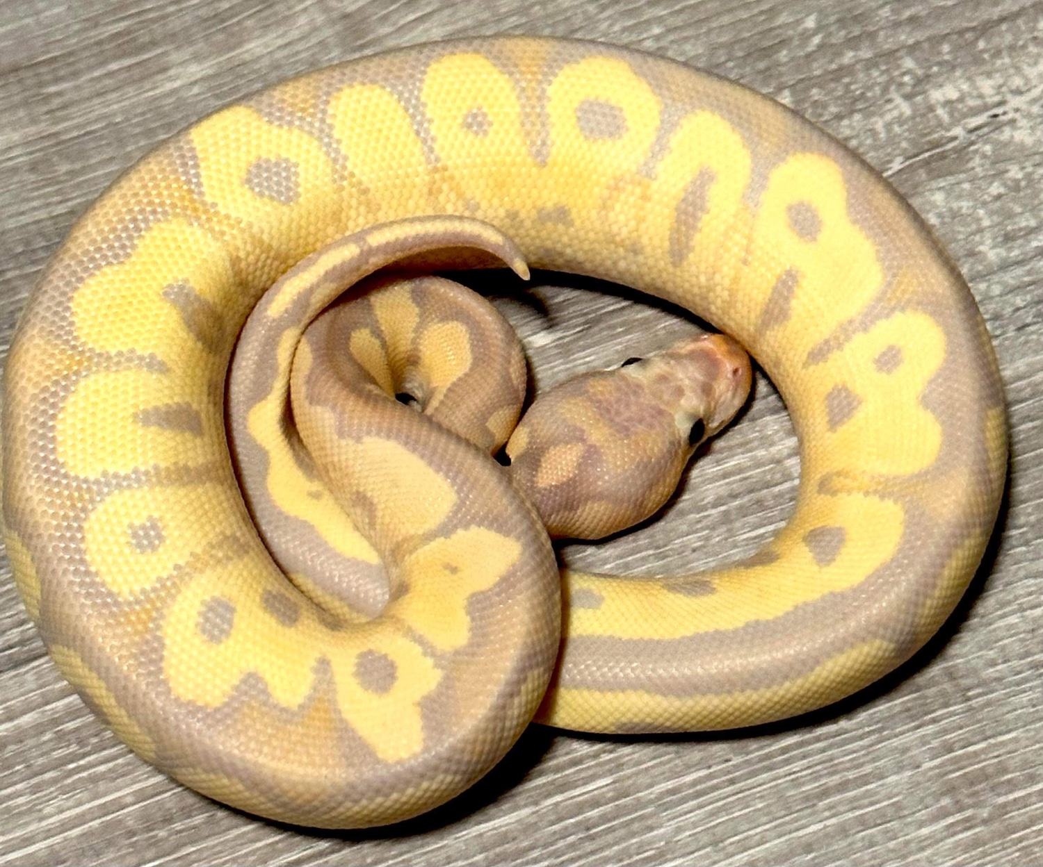 Enchi Vanilla Banana Clown Ball Python by Good Guy Reptile Family ...