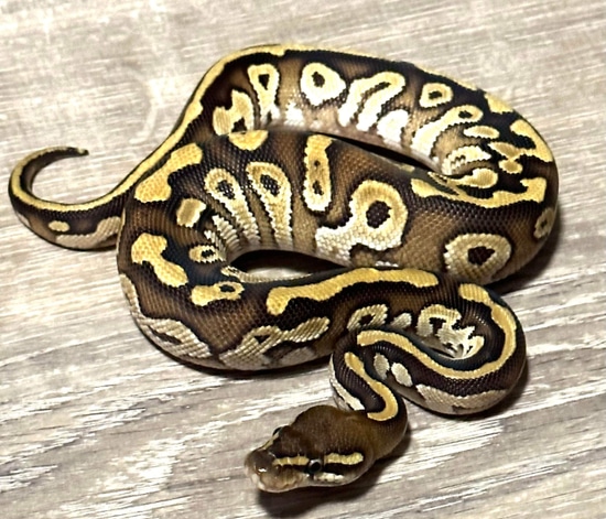 Mojave 100% DH Monsoon / Pied Ball Python by Good Guy Reptile Family
