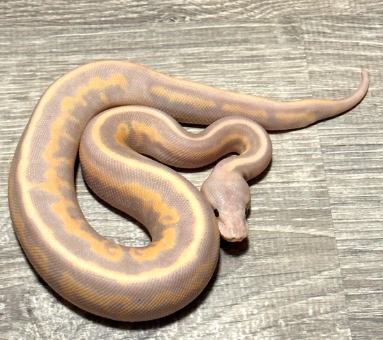 Banana Confusion Fire Black Pastel Ball Python by Good Guy Reptile Family