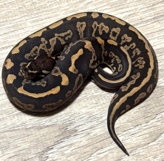 Confusion Black Pastel Ball Python by Good Guy Reptile Family