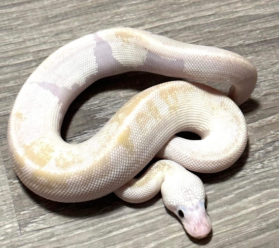 Super Fire Ivory Ball Python by Good Guy Reptile Family