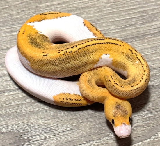 Leopard Champagne Fire Spector Ball Python by Good Guy Reptile Family