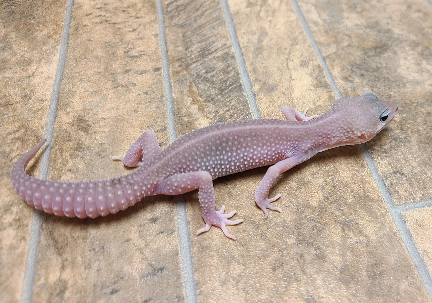 TSF Mack Super Snow Murphy’s Patternless Leopard Gecko by Good Guy ...
