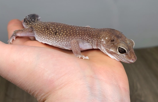 Paradox Blizzard Leopard Gecko by Good Guy Reptile Family