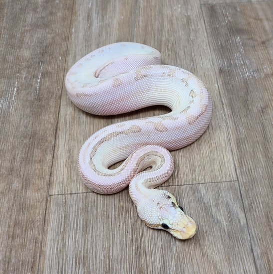 Bamboo Pastel Fire Orange Dream Ball Python by Good Guy Reptile Family
