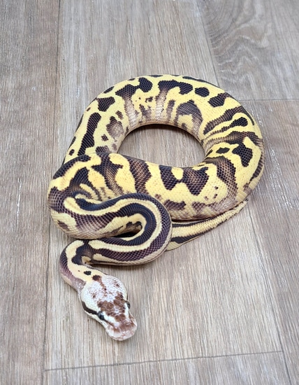 Firefly Leopard Yellowbelly Ball Python by Good Guy Reptile Family