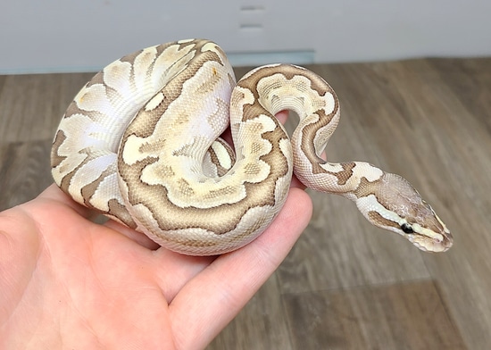 Bamboo Enchi Double Het Ultramel And Genetic Stripe Ball Python by Good ...