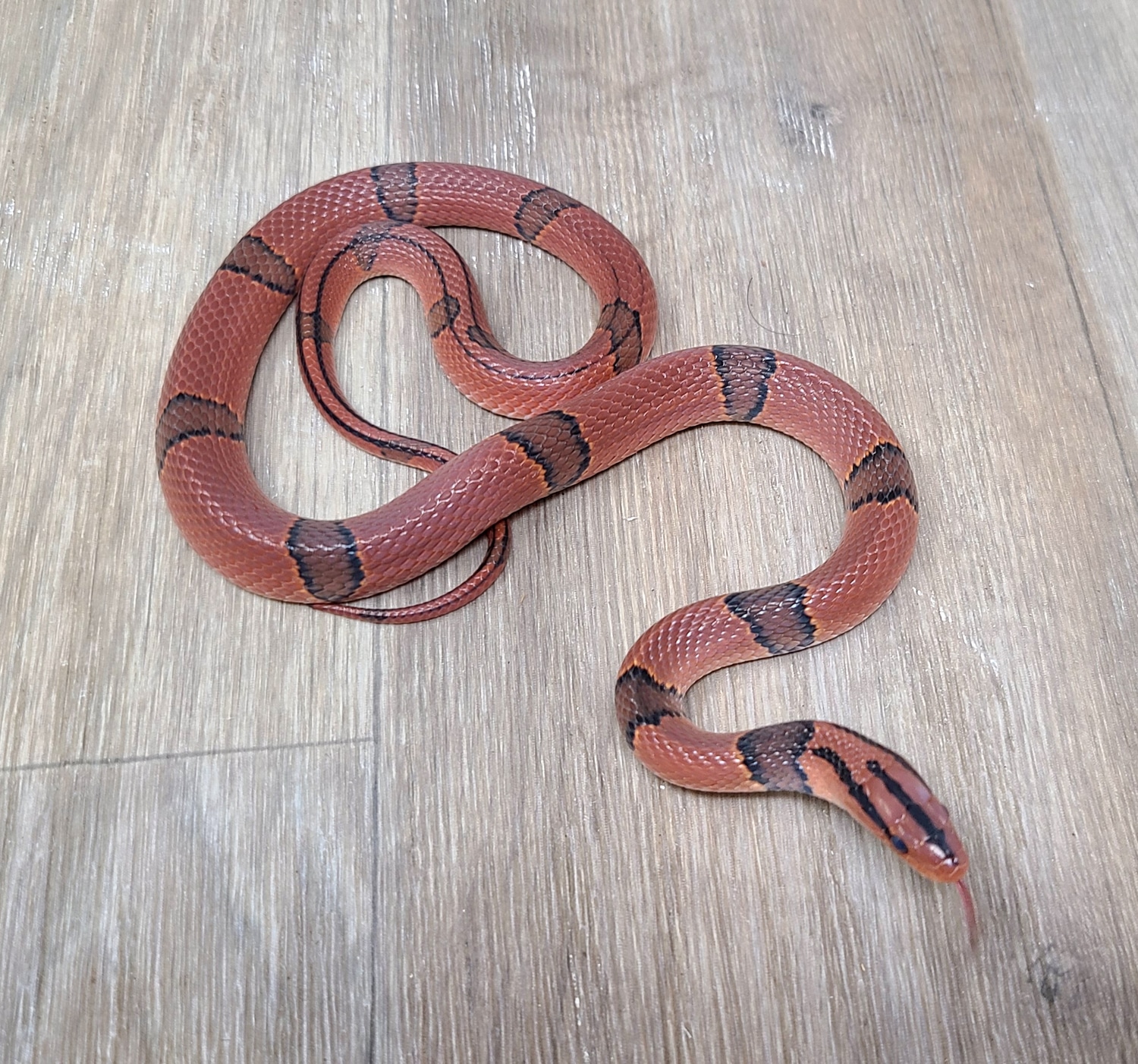 Yunnan Moutain Bamboo Rat Snake by Good Guy Reptile Family - MorphMarket