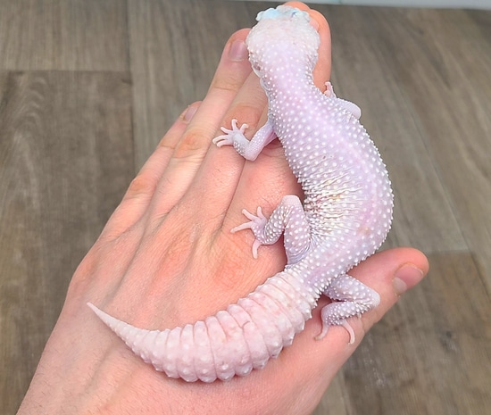 Diablo Blanco Snake Eyes Leopard Gecko by Good Guy Reptile Family