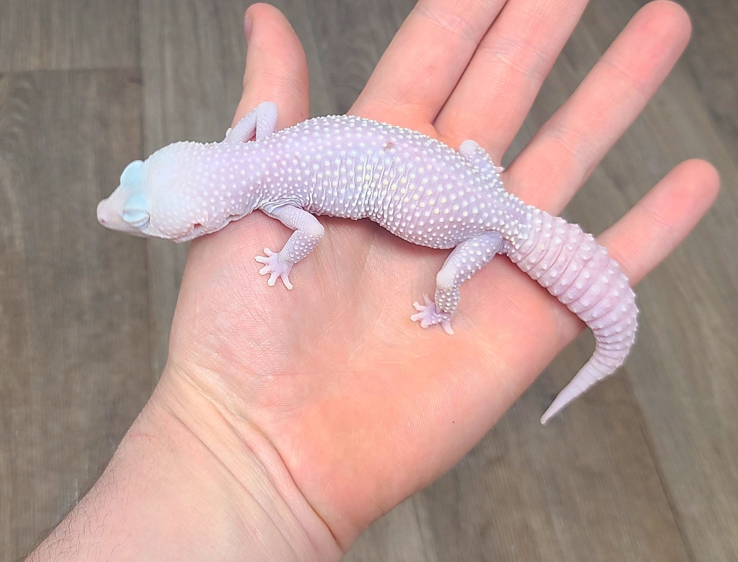 Diablo Blanco Solid Red Eyes Leopard Gecko by Good Guy Reptile Family ...