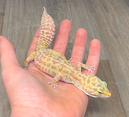 Hybino Leopard Gecko by Good Guy Reptile Family