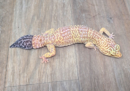 Albino Tremper (Paradox Tail) Leopard Gecko by Good Guy Reptile Family