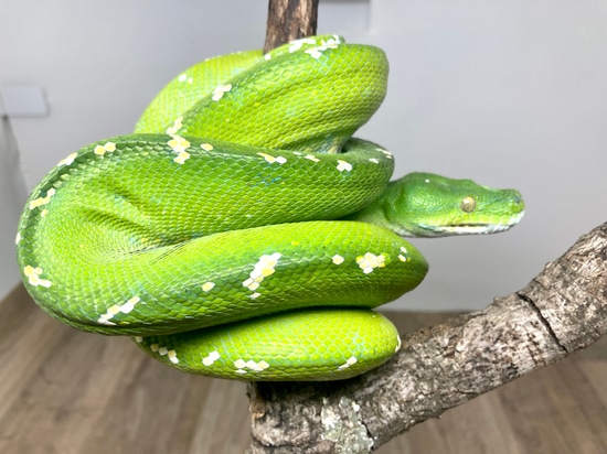 Aru Subadult Female Green Tree Python by Good Guy Reptile Family