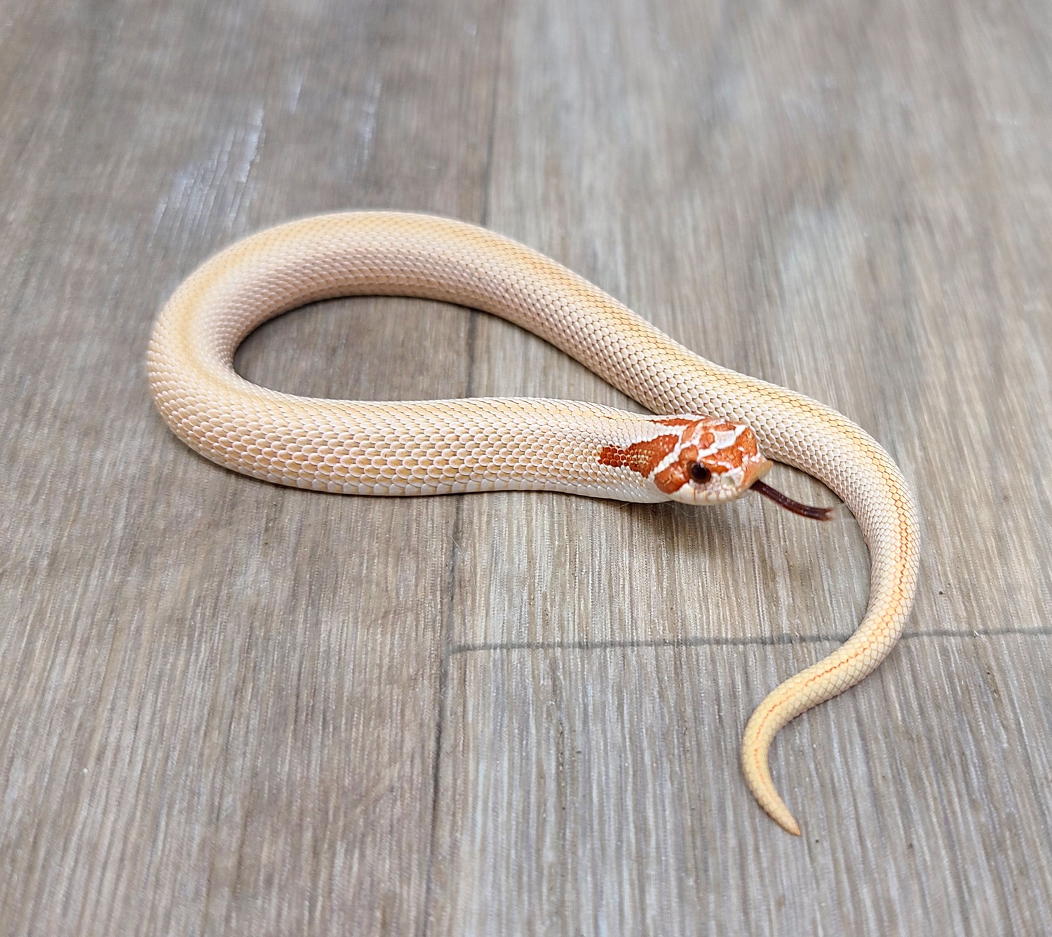 Extreme Red Toffee Superconda Western Hognose by Good Guy Reptile ...
