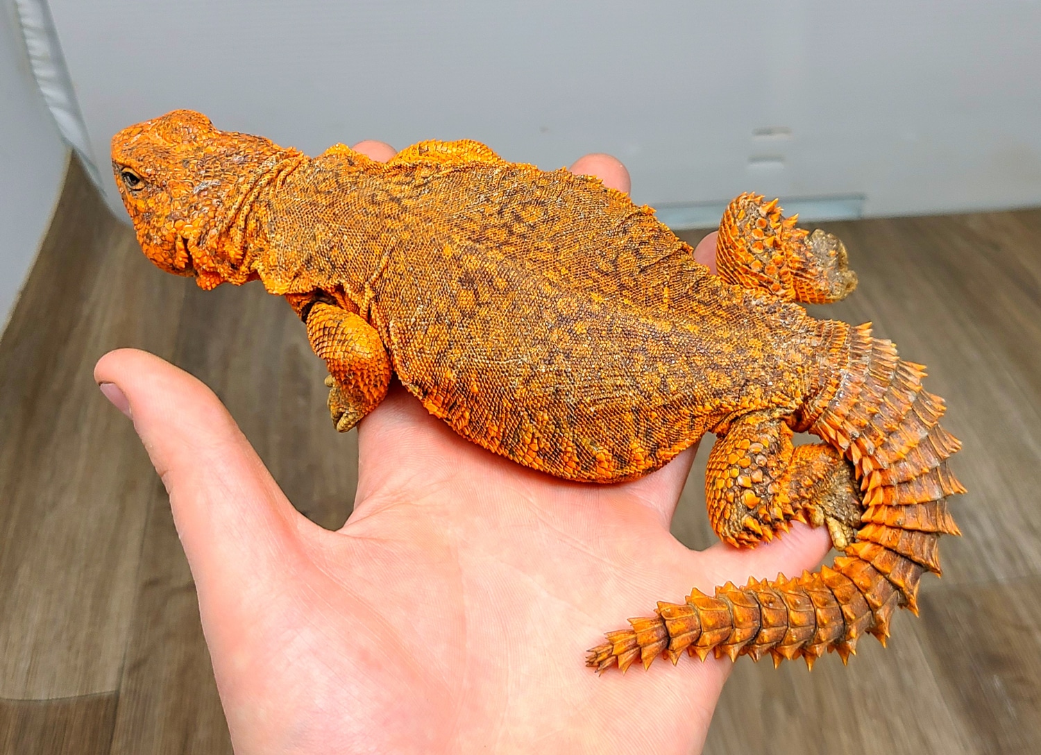 Awesome Red Nigerian Spiny-tailed Lizard by Good Guy Reptile Family ...