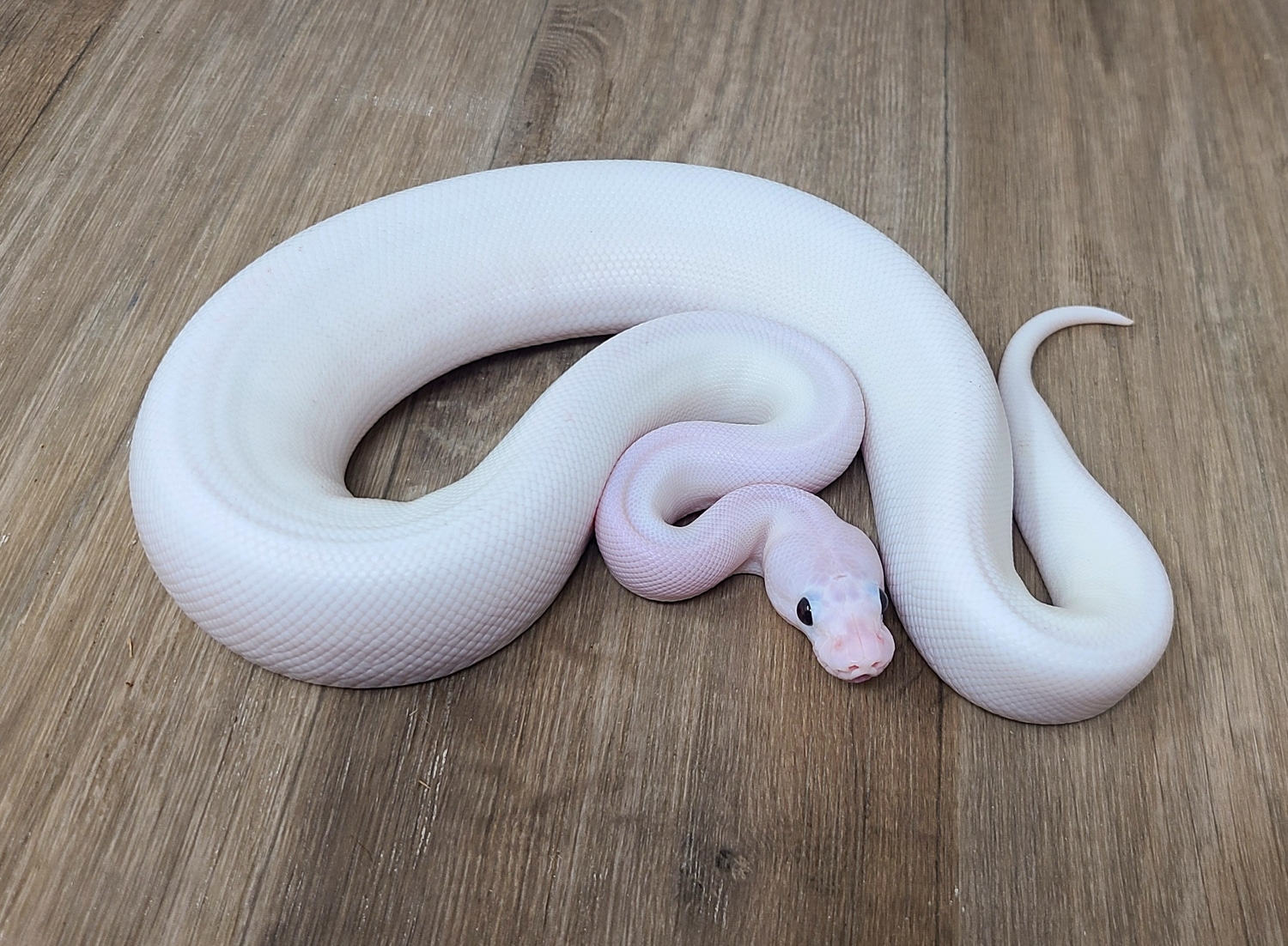 White Wedding Ball Python by Good Guy Reptile Family - MorphMarket