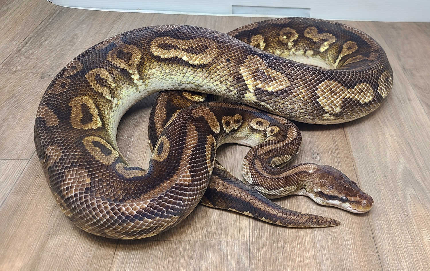 Proven Female Pewter Yellowbelly Ball Python by Good Guy Reptile Family ...