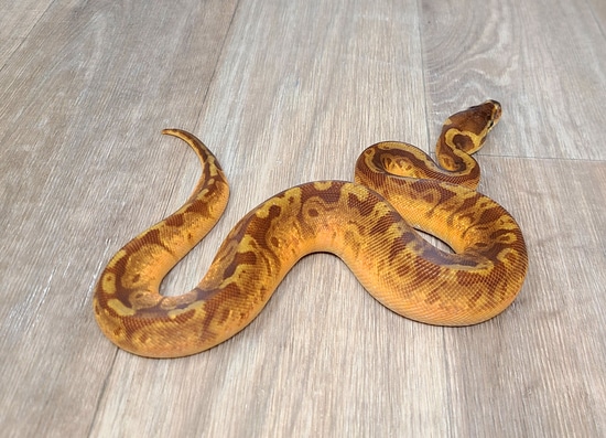 Sunset Enchi Yellowbelly Ball Python by Good Guy Reptile Family