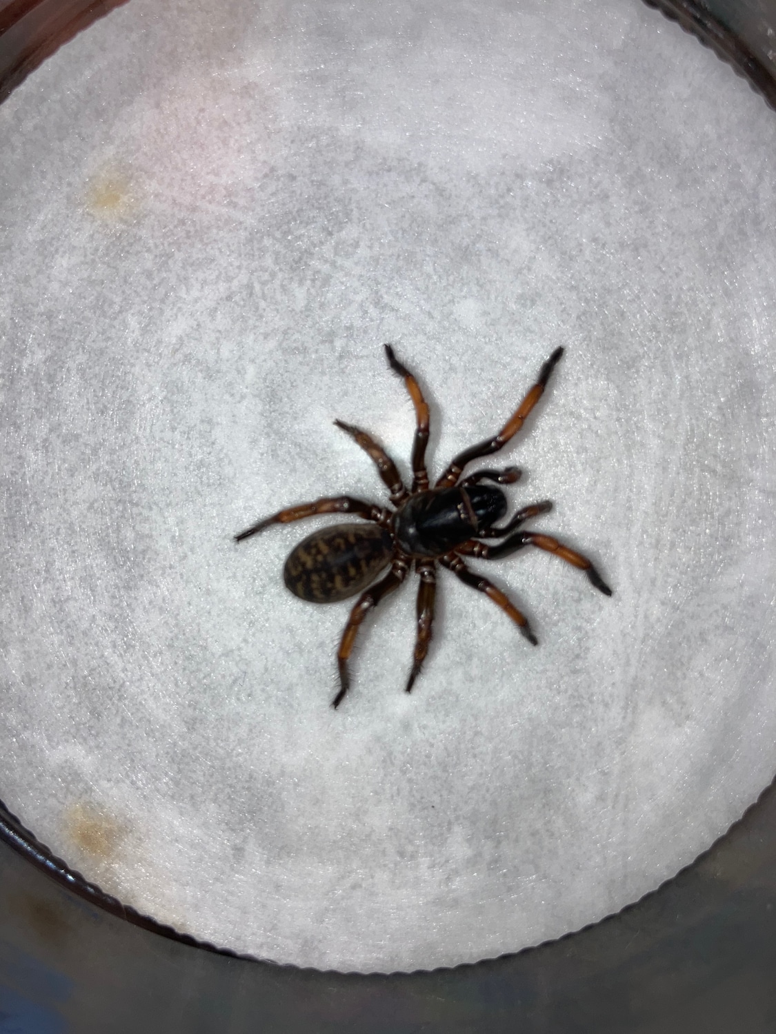 Khaoluang/Orange Leg Trapdoor Spider True Spider by Good Guy Reptile ...