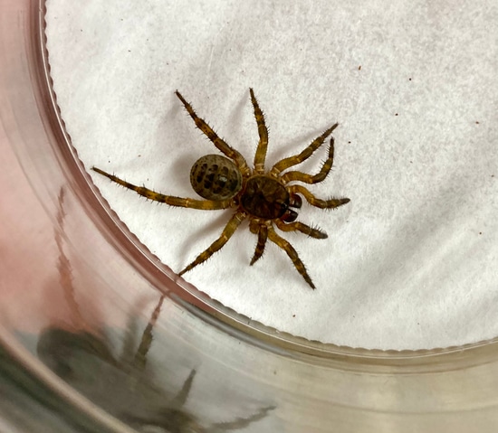 Suwat Trapdoor (Liphitius Suwat) Trapdoor Spider by Good Guy Reptile Family